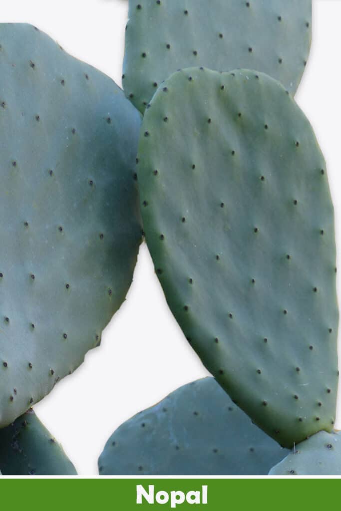 Nopal Juice: 3-Step Recipe, Benefits and More